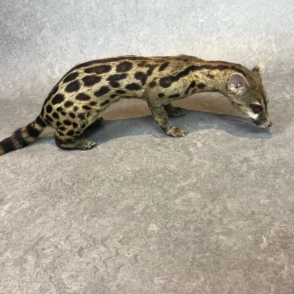 Taxidermy Genet Cat - Taxidermy and Skulls