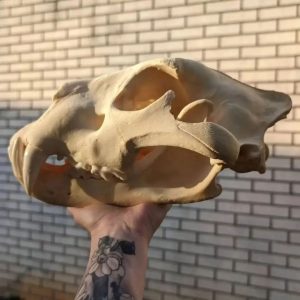 Lion Skull - Taxidermy and Skulls