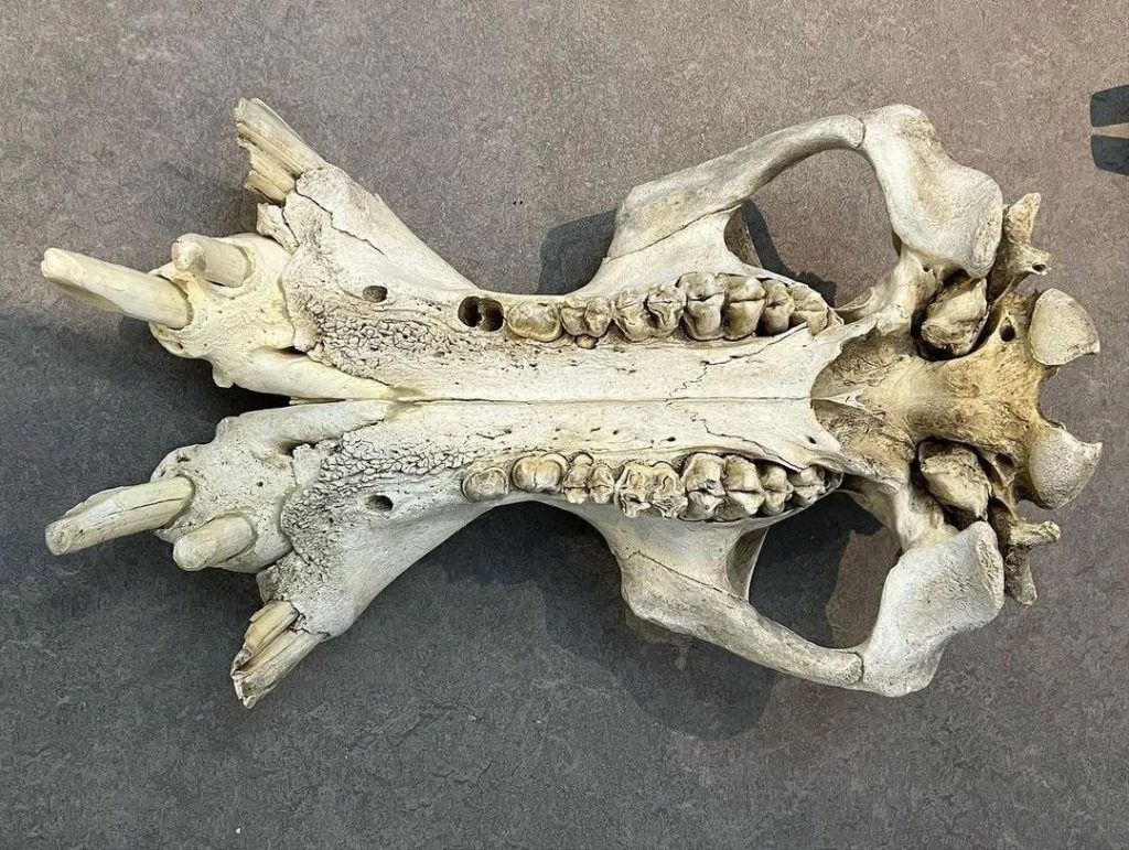 Male Hippo Skull - Taxidermy and Skulls