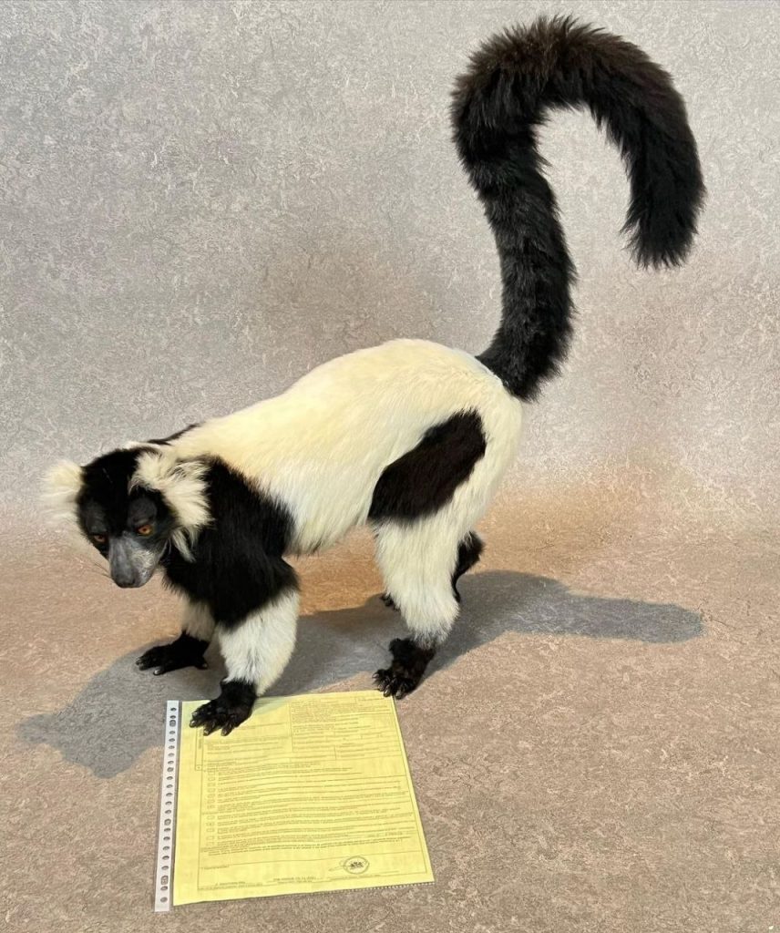 Taxidermy Ruffed Lemur Full Body mount - Taxidermy and Skulls