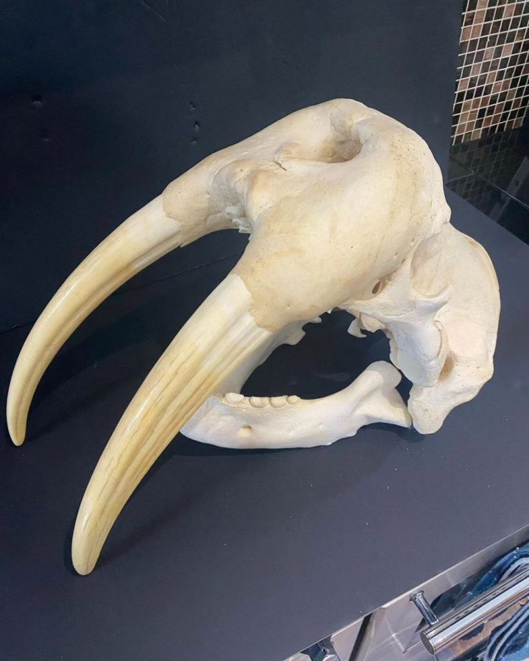 Male Walrus Cranium Skull - Taxidermy and Skulls