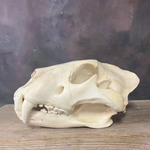 Huge African Lion Skull - Taxidermy and Skulls