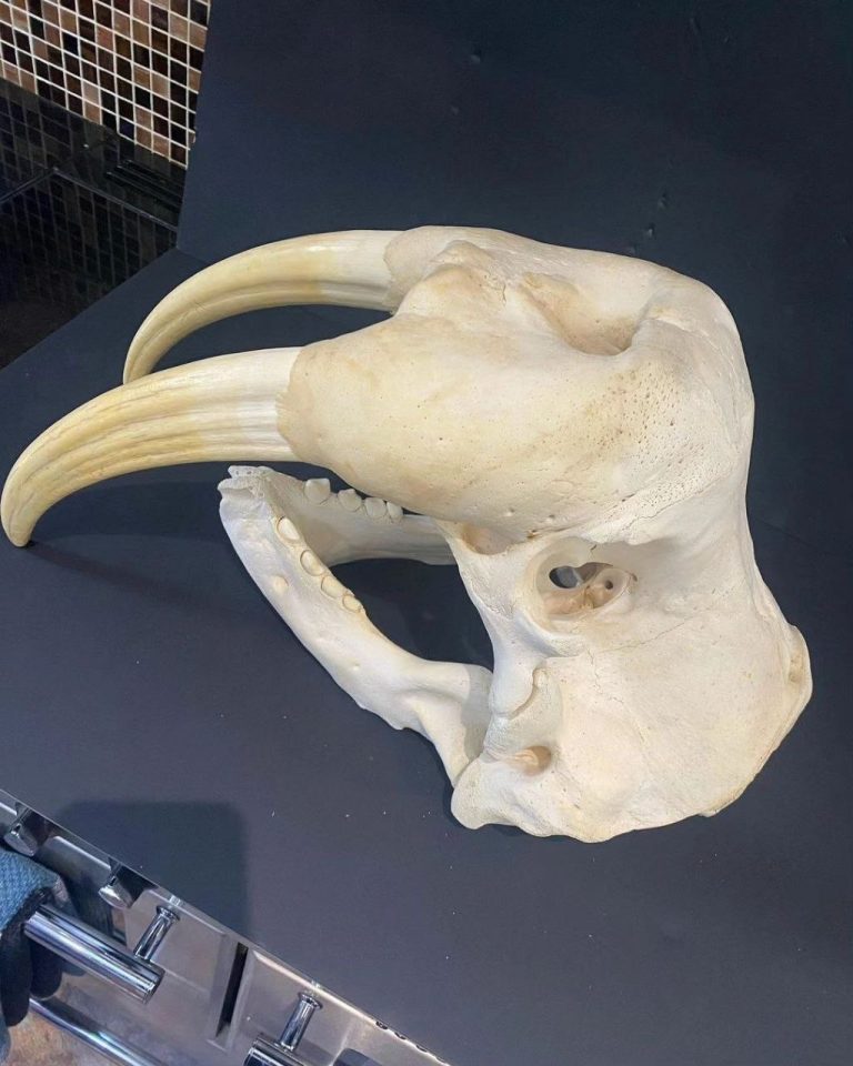 Male Walrus Cranium Skull - Taxidermy and Skulls
