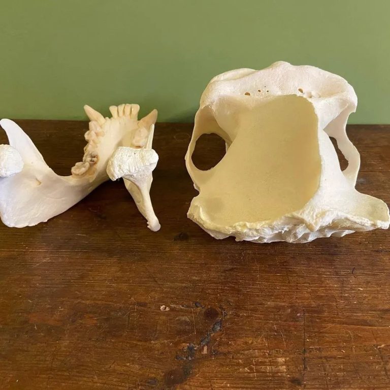 Gorilla skull for sale - Taxidermy and Skulls