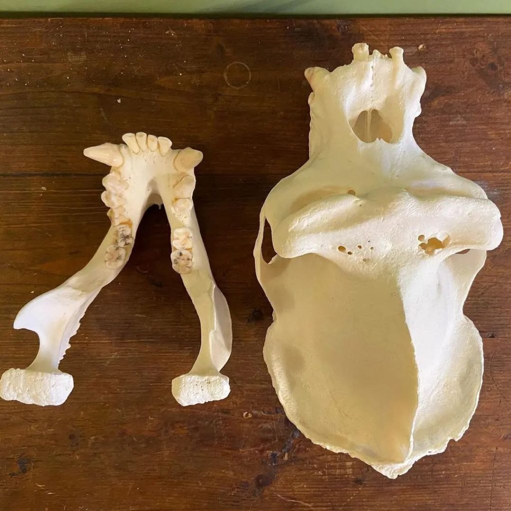 Gorilla skull for sale - Taxidermy and Skulls