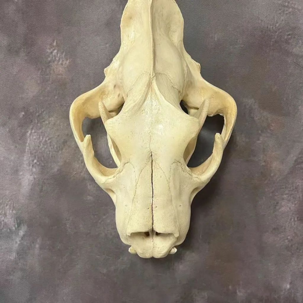 Huge African Lion Skull - Taxidermy and Skulls