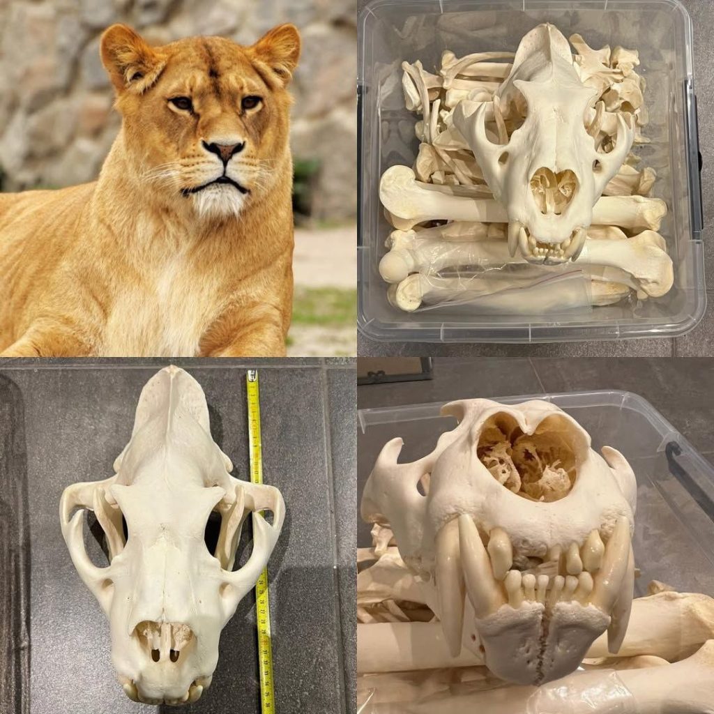Lion Skeleton - Taxidermy and Skulls