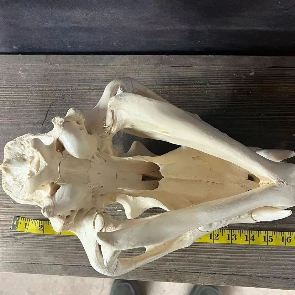 Huge African Lion Skull - Taxidermy and Skulls