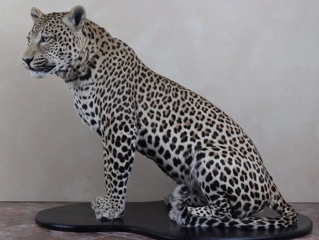 Leopard Mount - Taxidermy and Skulls