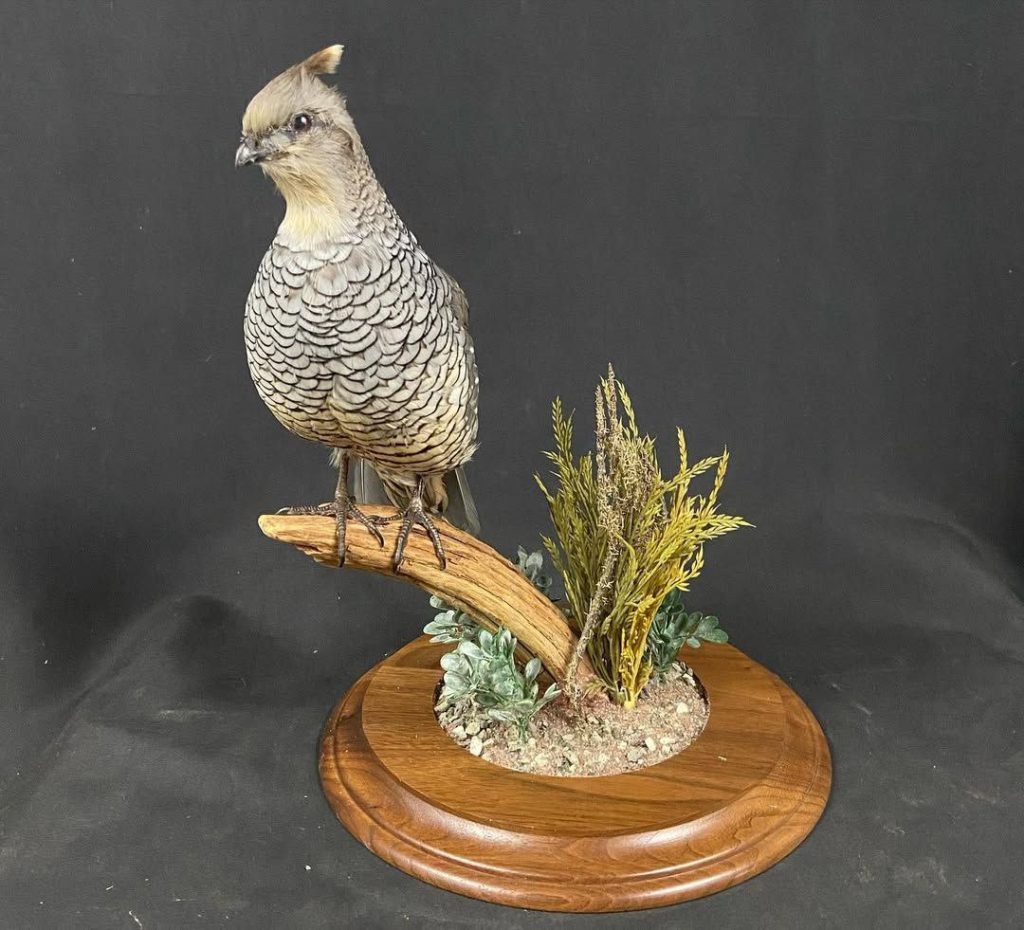 Blue Quail - Taxidermy and Skulls