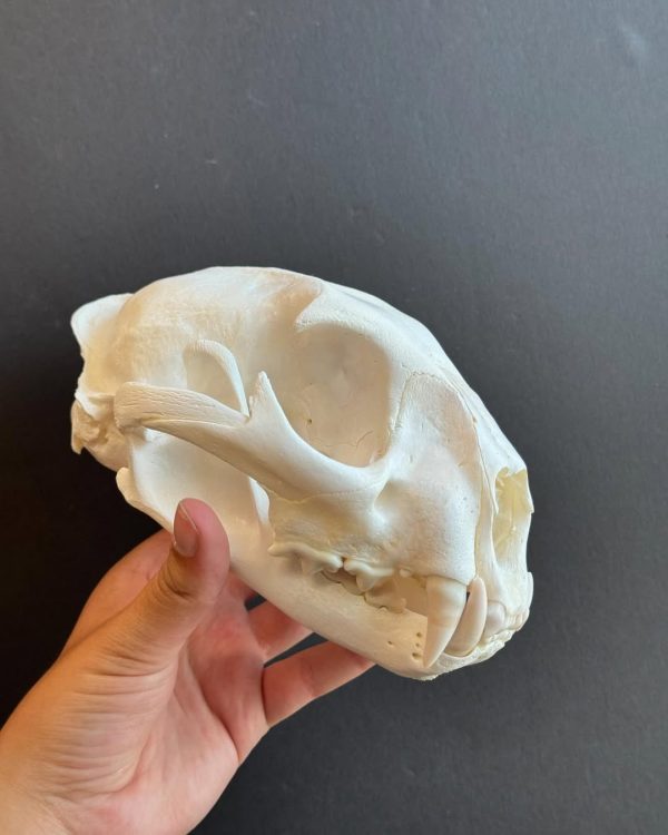 Cat skull - Taxidermy and Skulls
