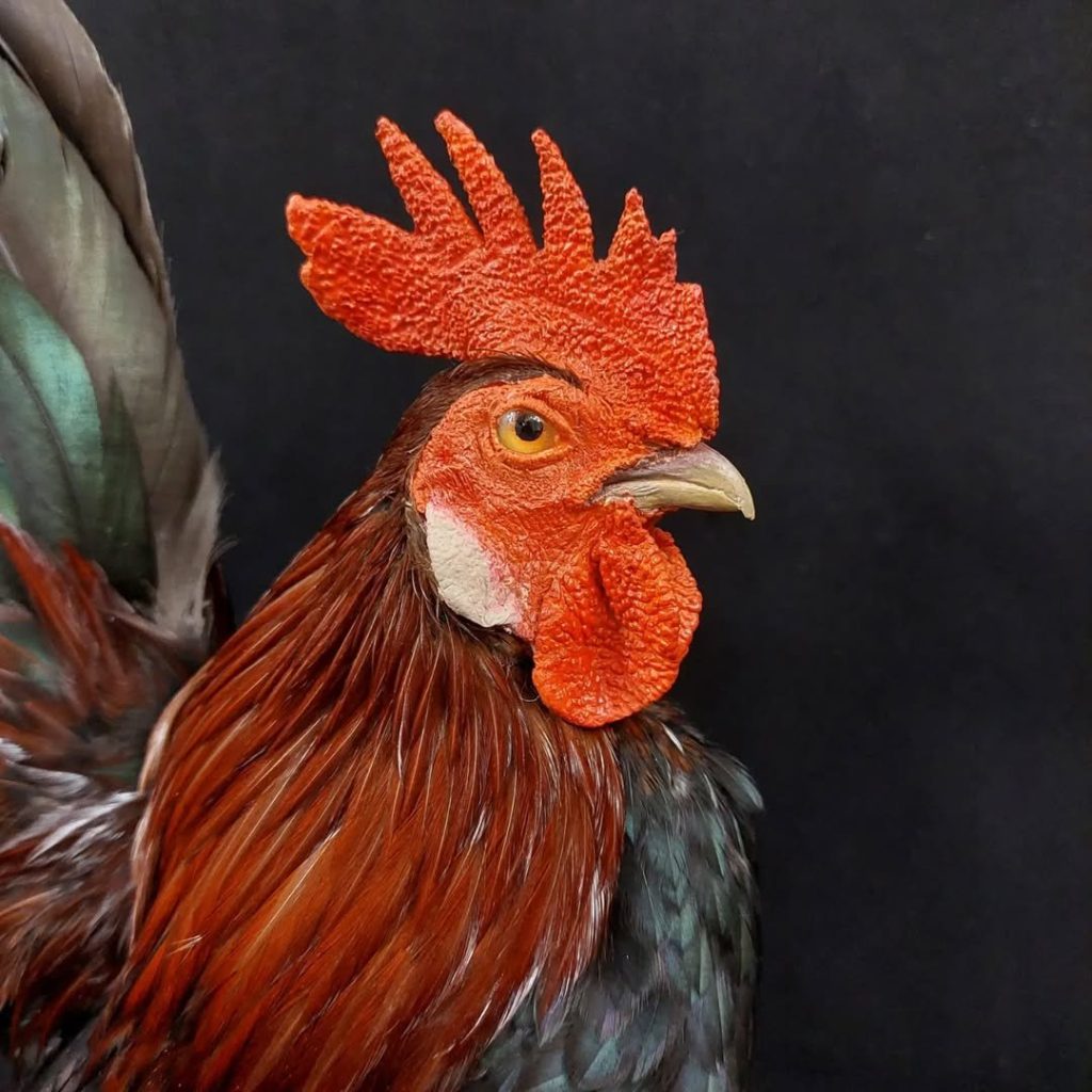 Bantam rooster - Taxidermy and Skulls