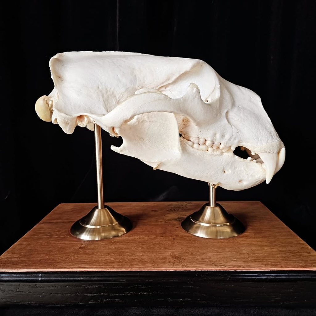 Huge Polar bear skull - Taxidermy and Skulls
