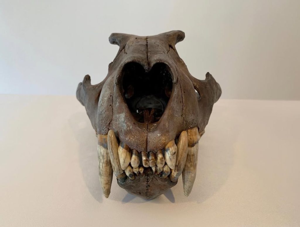 Cave lion skull A Pleistocene cave lion cranium from Russia. Discovered ...