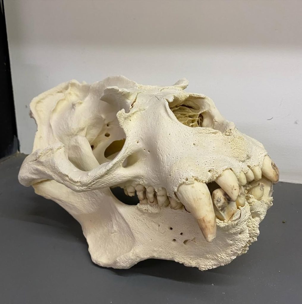 Sea Lion Skull - Taxidermy and Skulls